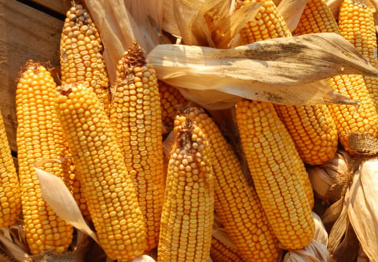România este cel mai mare exportator de porumb din UE - Arta Alba